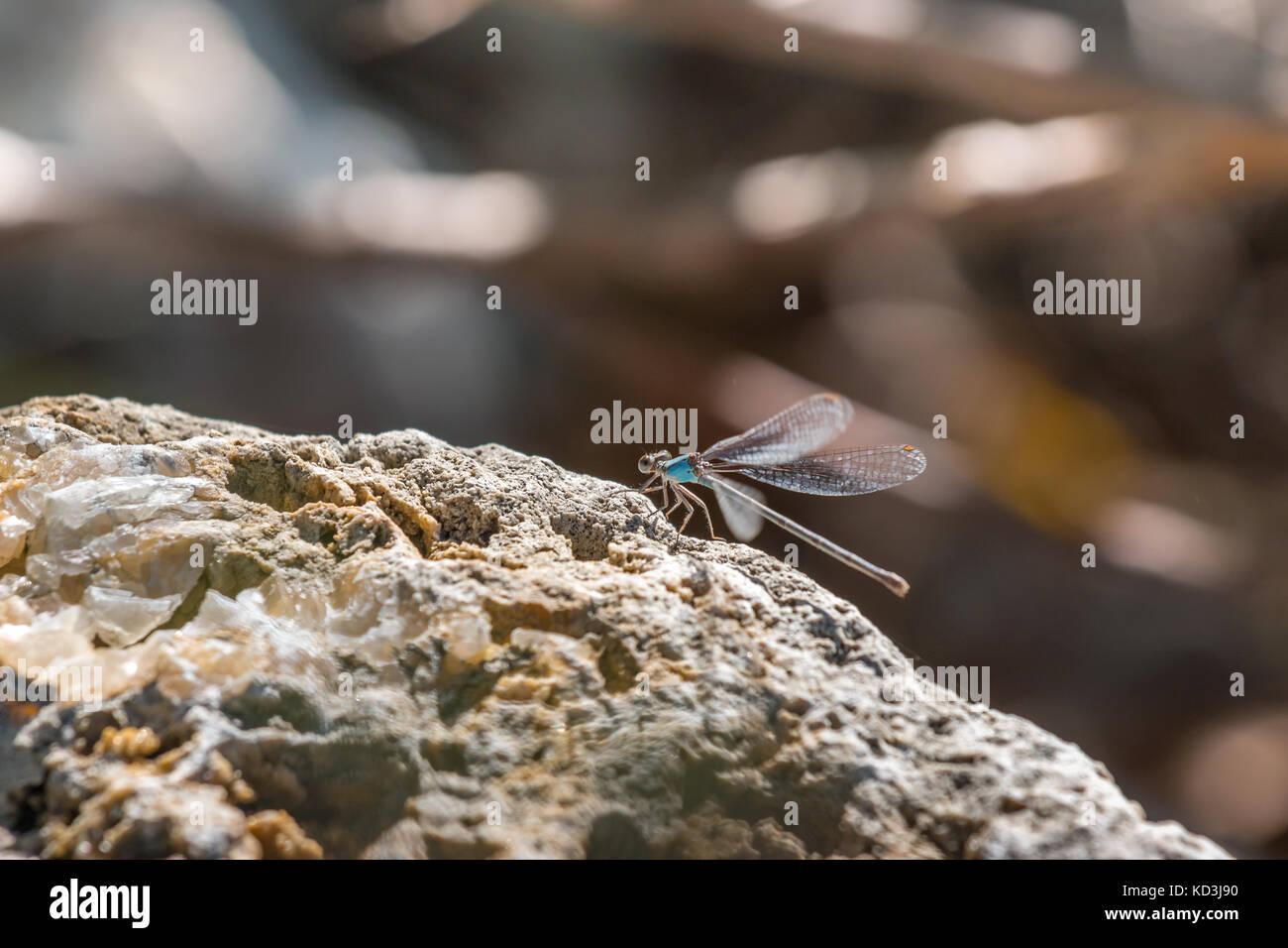 Dragonfly with closed wings hi-res stock photography and images - Alamy