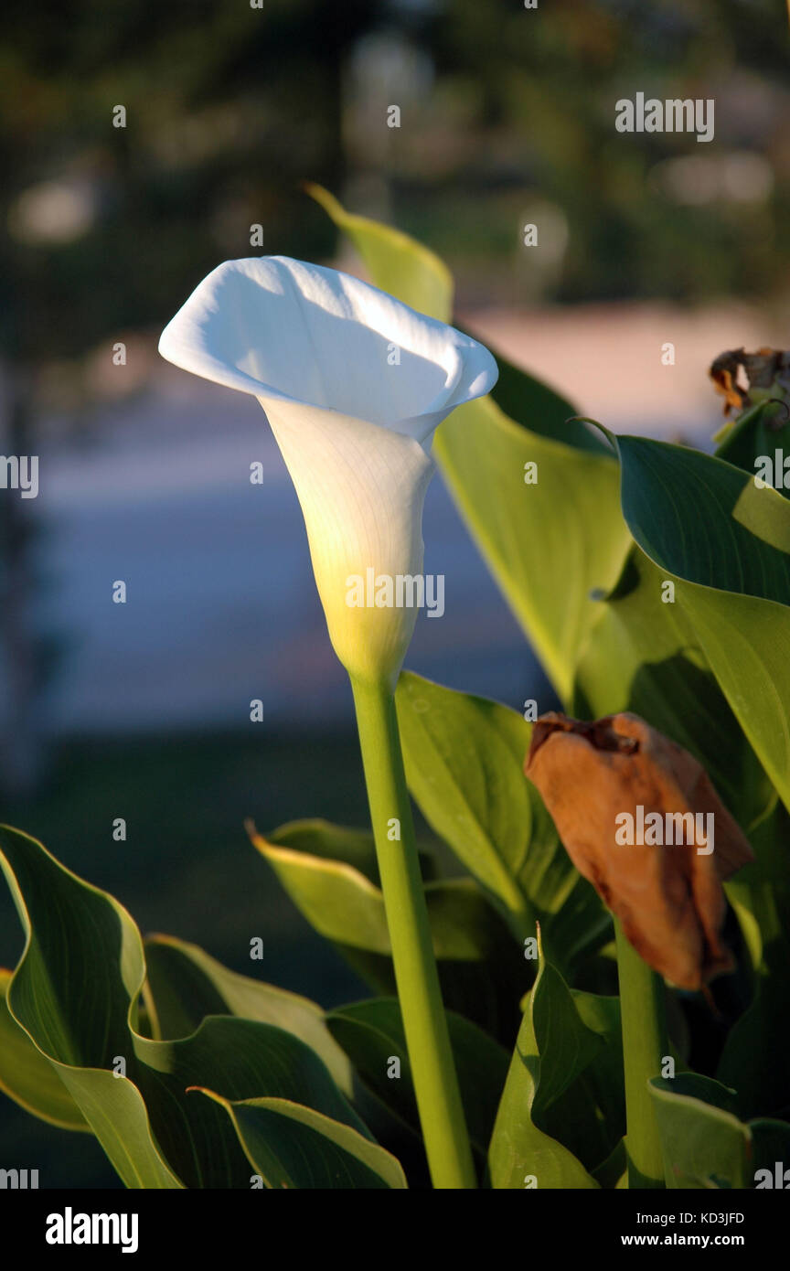 CallaLily at Sunset Stock Photo - Alamy