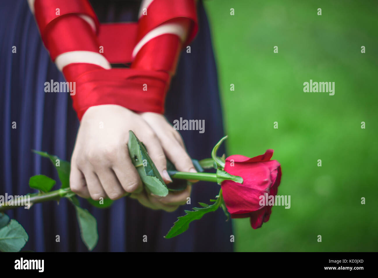 women's hands hold the rose Stock Photo - Alamy