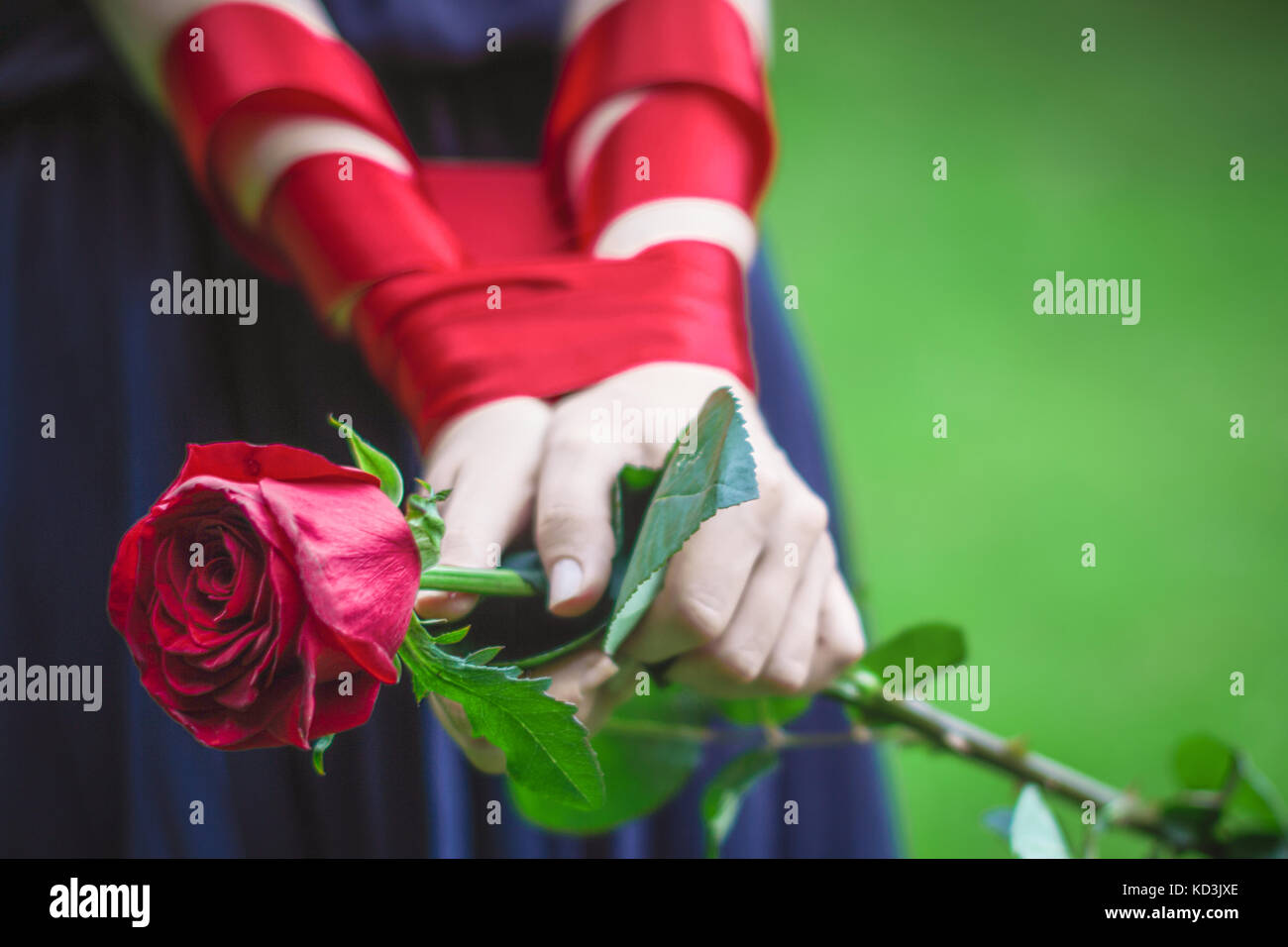 One woman hold one red rose outdoors hi-res stock photography and ...