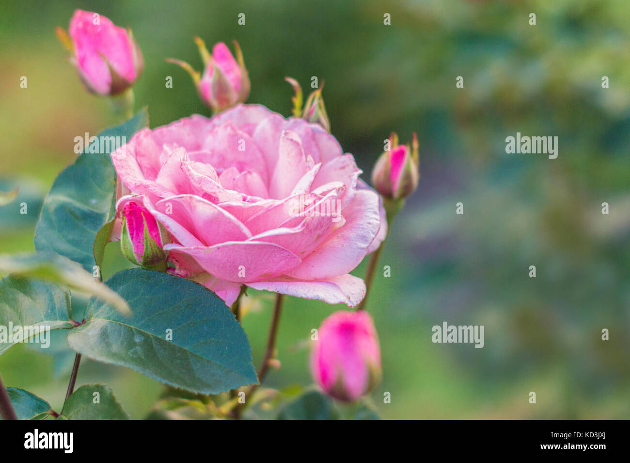 Pink rose in a garden Stock Photo - Alamy