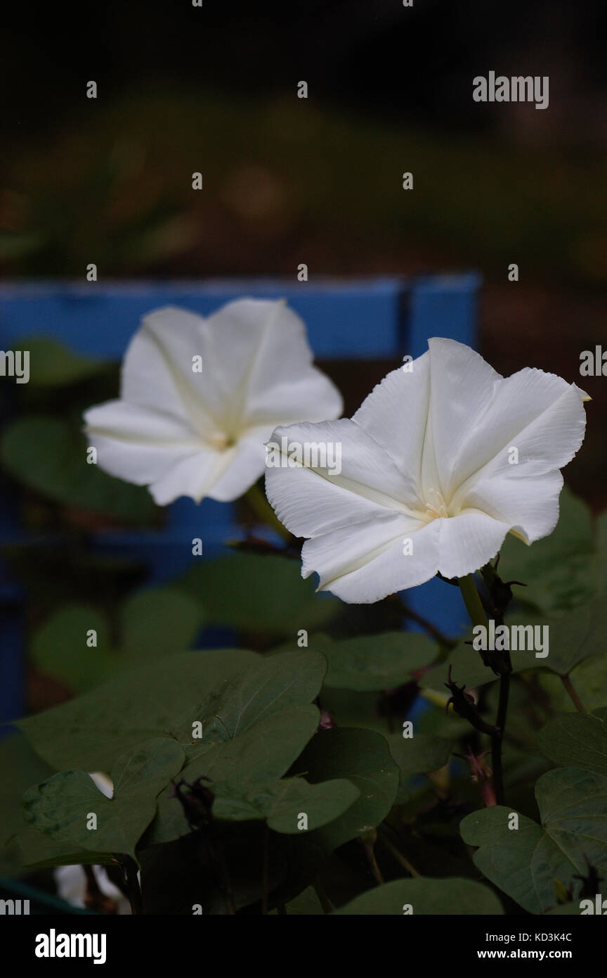 Ipomoea alba Moon Vine Stock Photo - Alamy