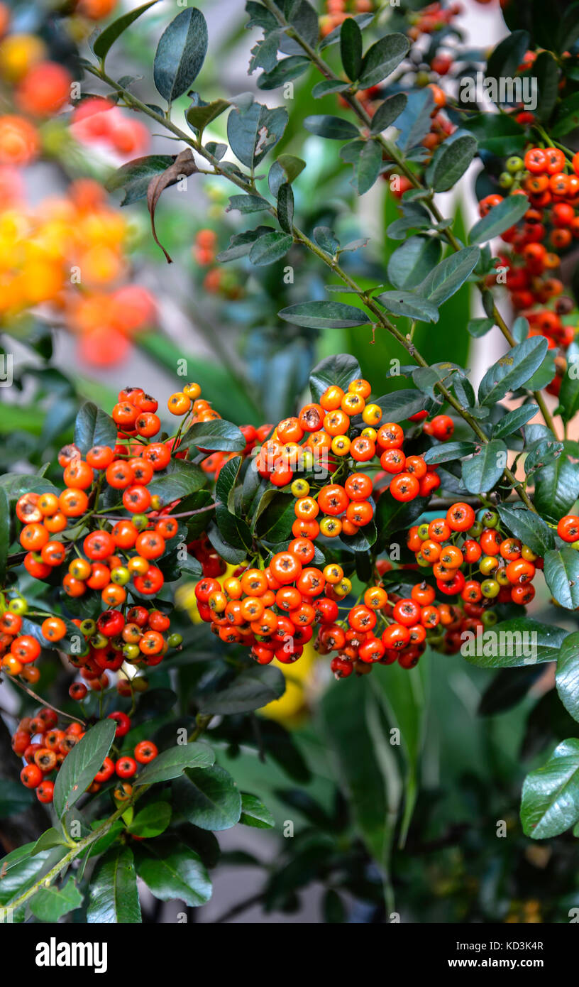 Pyracantha shrub hi-res stock photography and images - Alamy