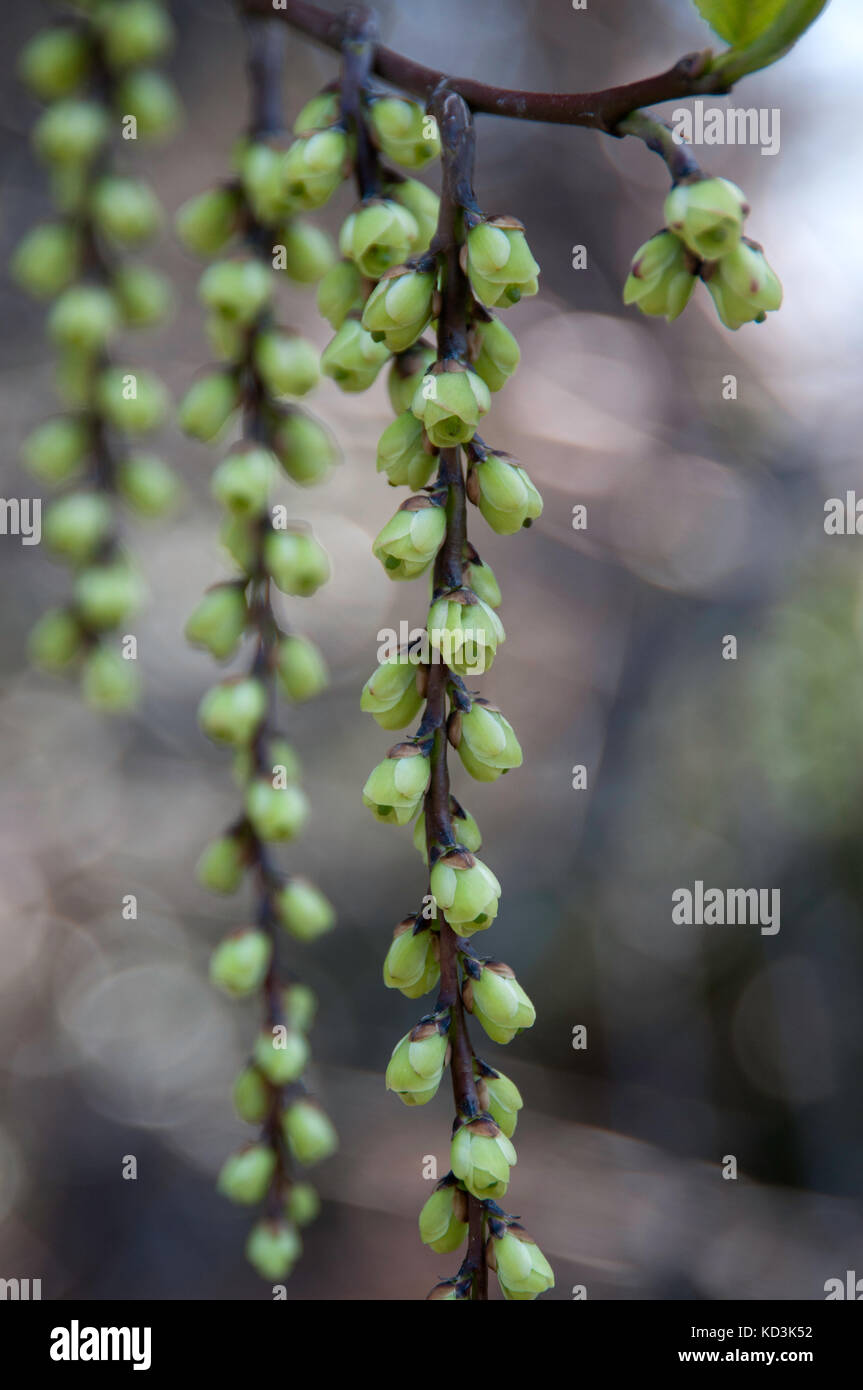 Stachyurus Praecox High Resolution Stock Photography and Images - Alamy