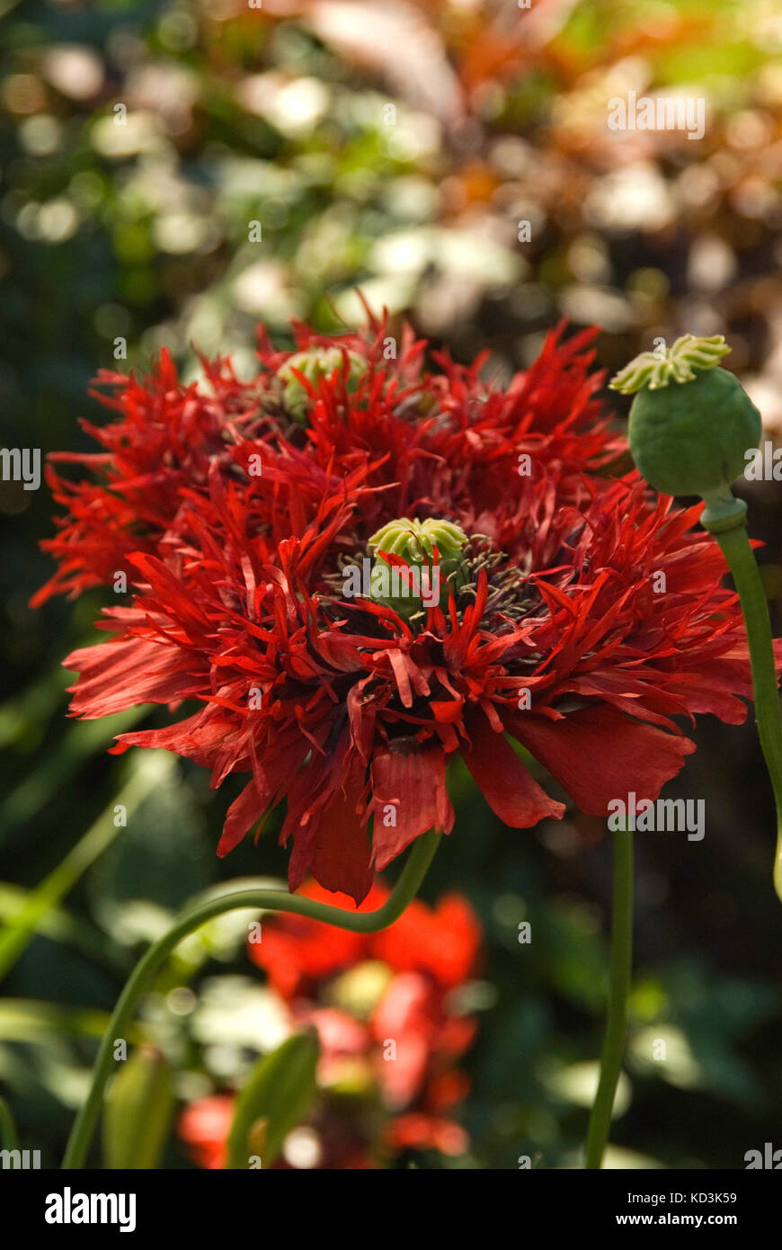 Poppy red, shaggy Stock Photo - Alamy