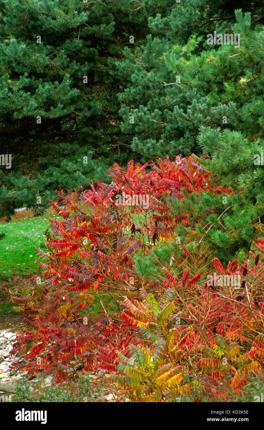 Rhus typhinia SUMAC Stock Photo - Alamy