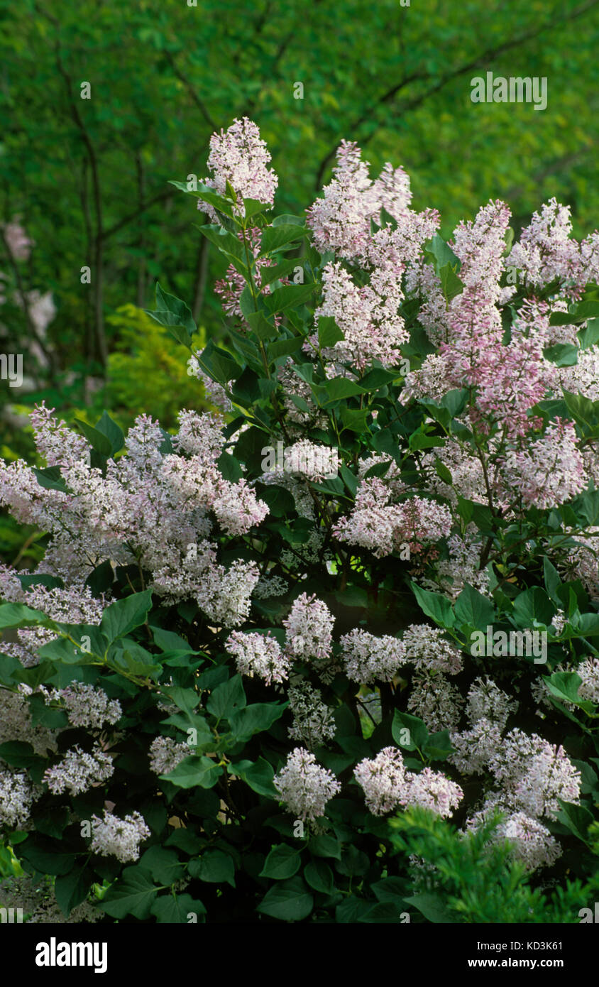 Bright pink lilac syringa beautiful syringa vulgaris fragrant hi-res ...