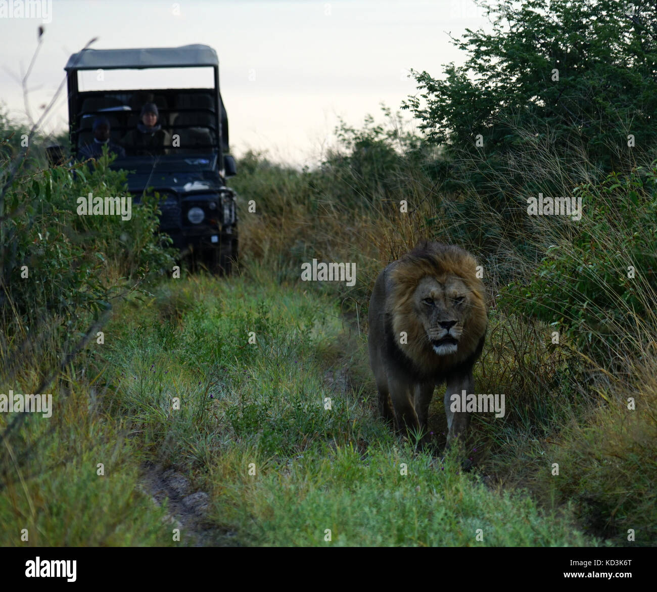 Lion and safari vehicle in the Kalahari Desert, Botswana Stock Photo ...