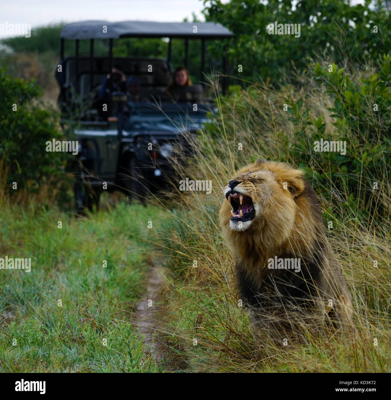 Lion and safari vehicle in the Kalahari Desert, Botswana Stock Photo ...