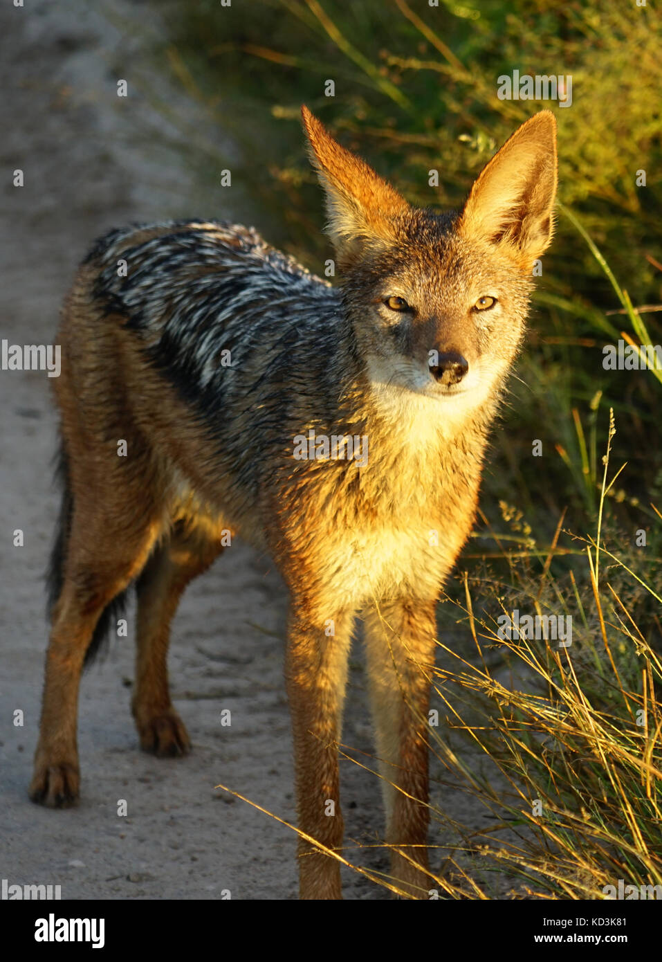 Kavango hi-res stock photography and images - Alamy