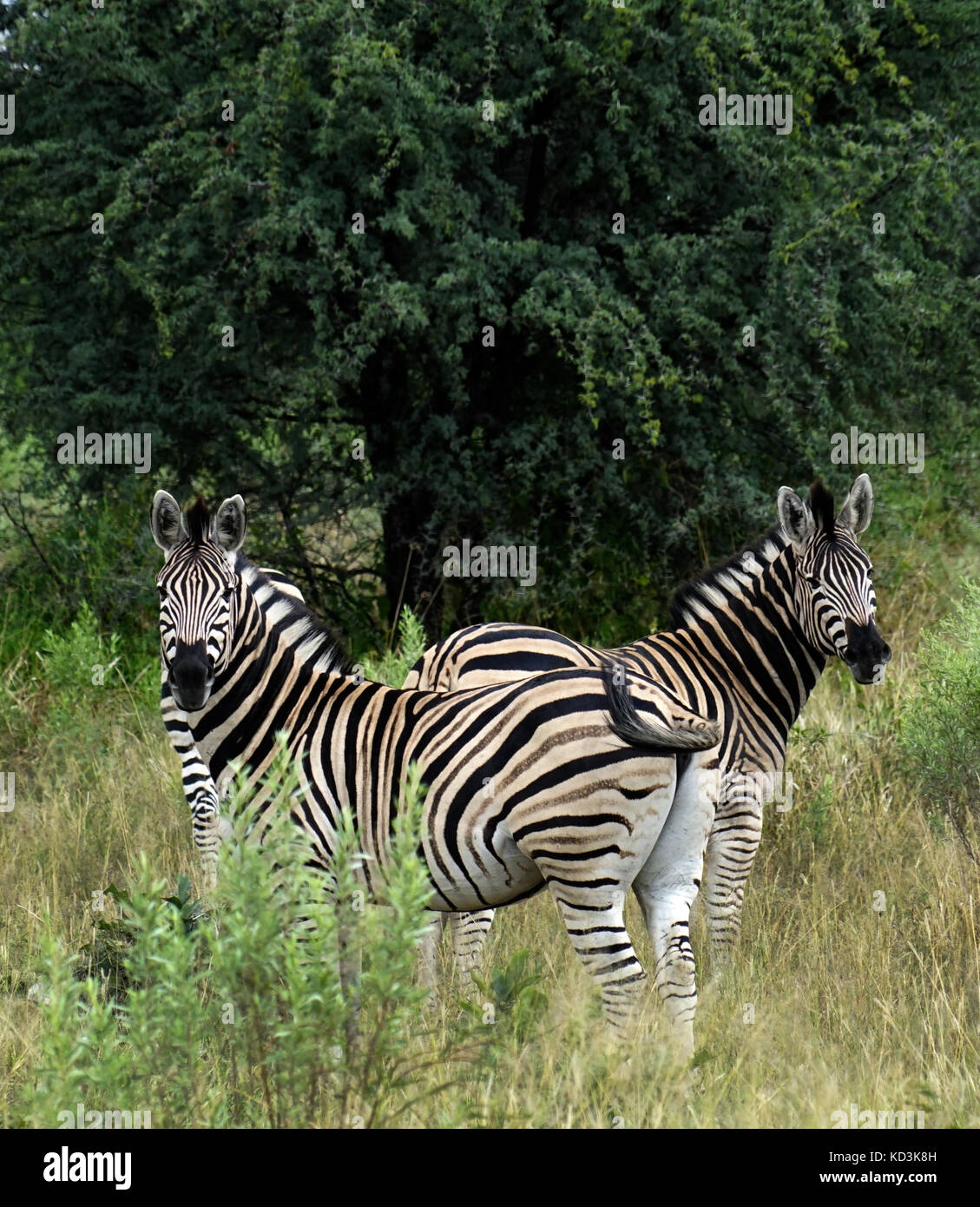 Zebras in the Okavango Delta,Botswana Stock Photo - Alamy