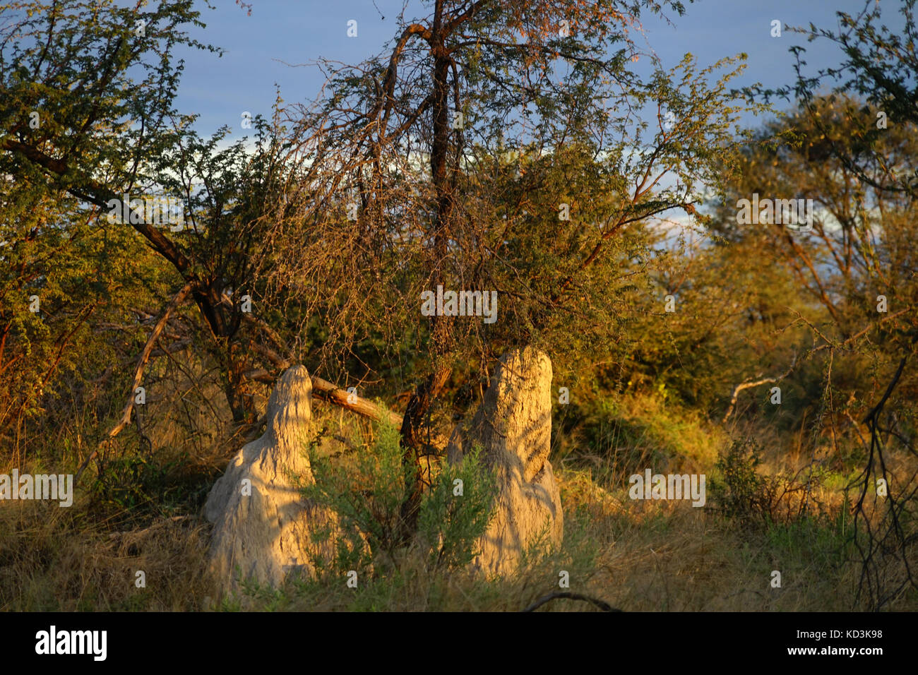 Termite tower hi-res stock photography and images - Alamy