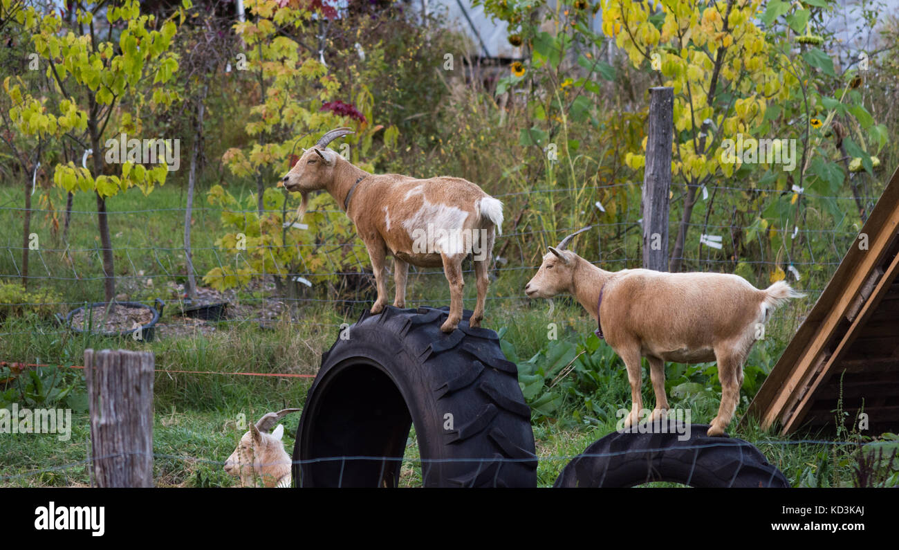 Two goats standing on tires shown in profile. Both are facing left ...