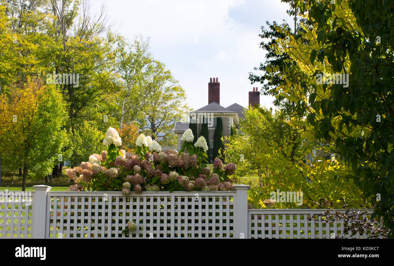 A blooming hydrangea bush with a partial view of the Hildene mansion in ...