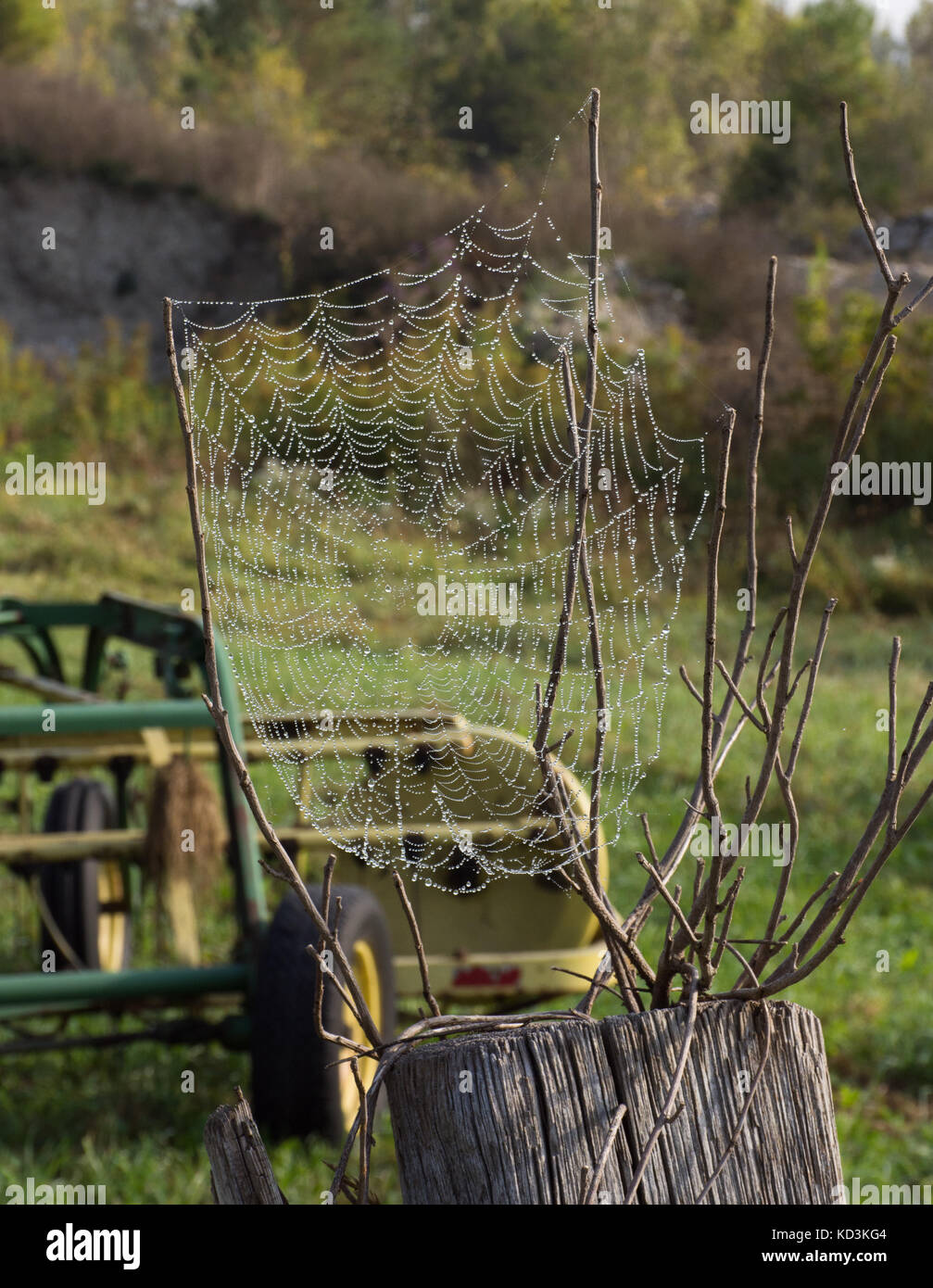 Giant Spider Web Farm