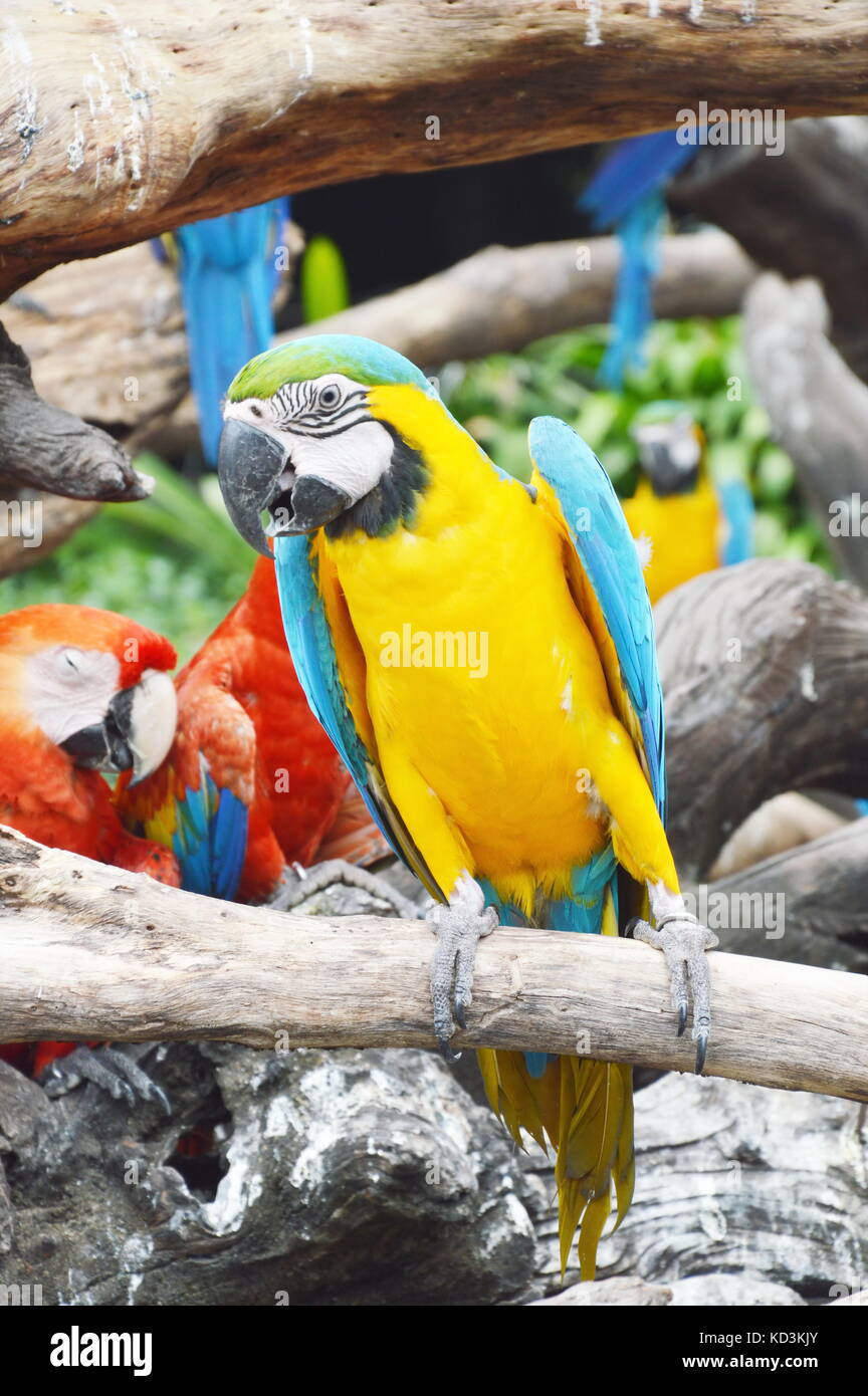 Macaw hanging on timber in park Stock Photo - Alamy