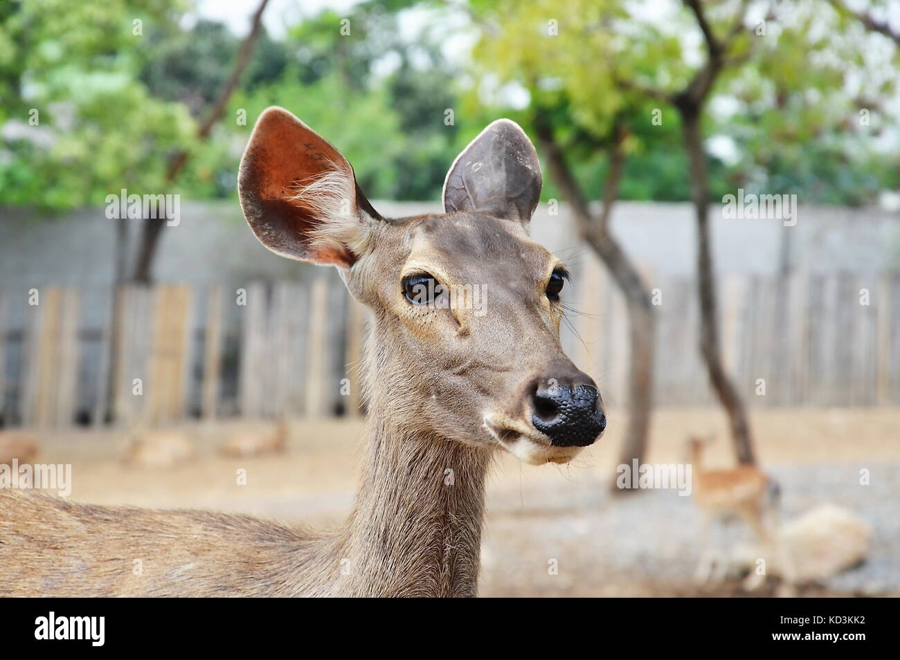 young spotted deer face portrait in park Stock Photo - Alamy