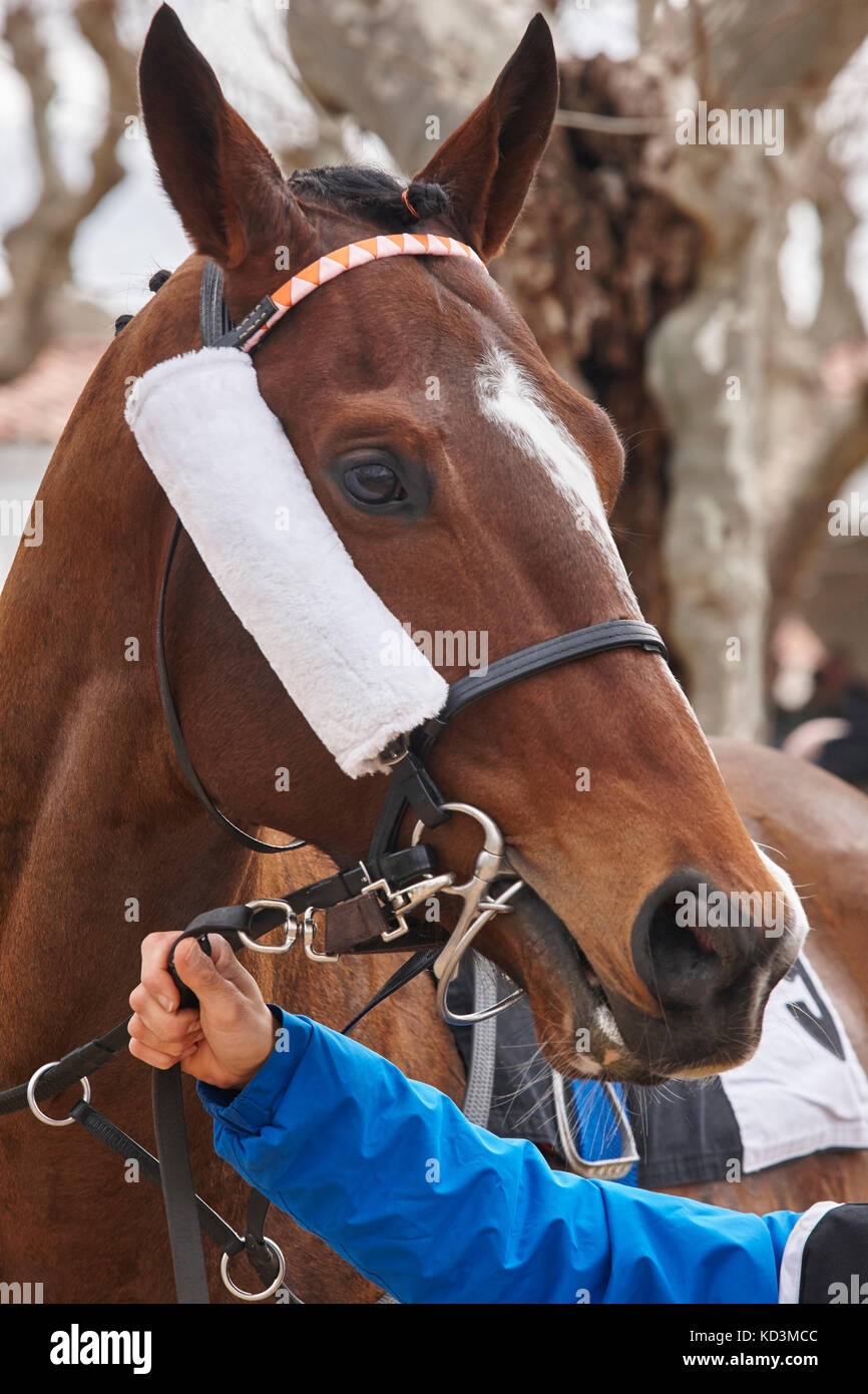 Race horse head ready to run. Paddock area. Vertical Stock Photo - Alamy