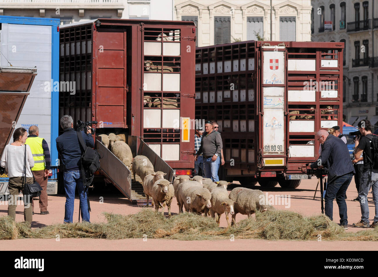 French sheep breeders protest againts rising of wolf attacks on their ...