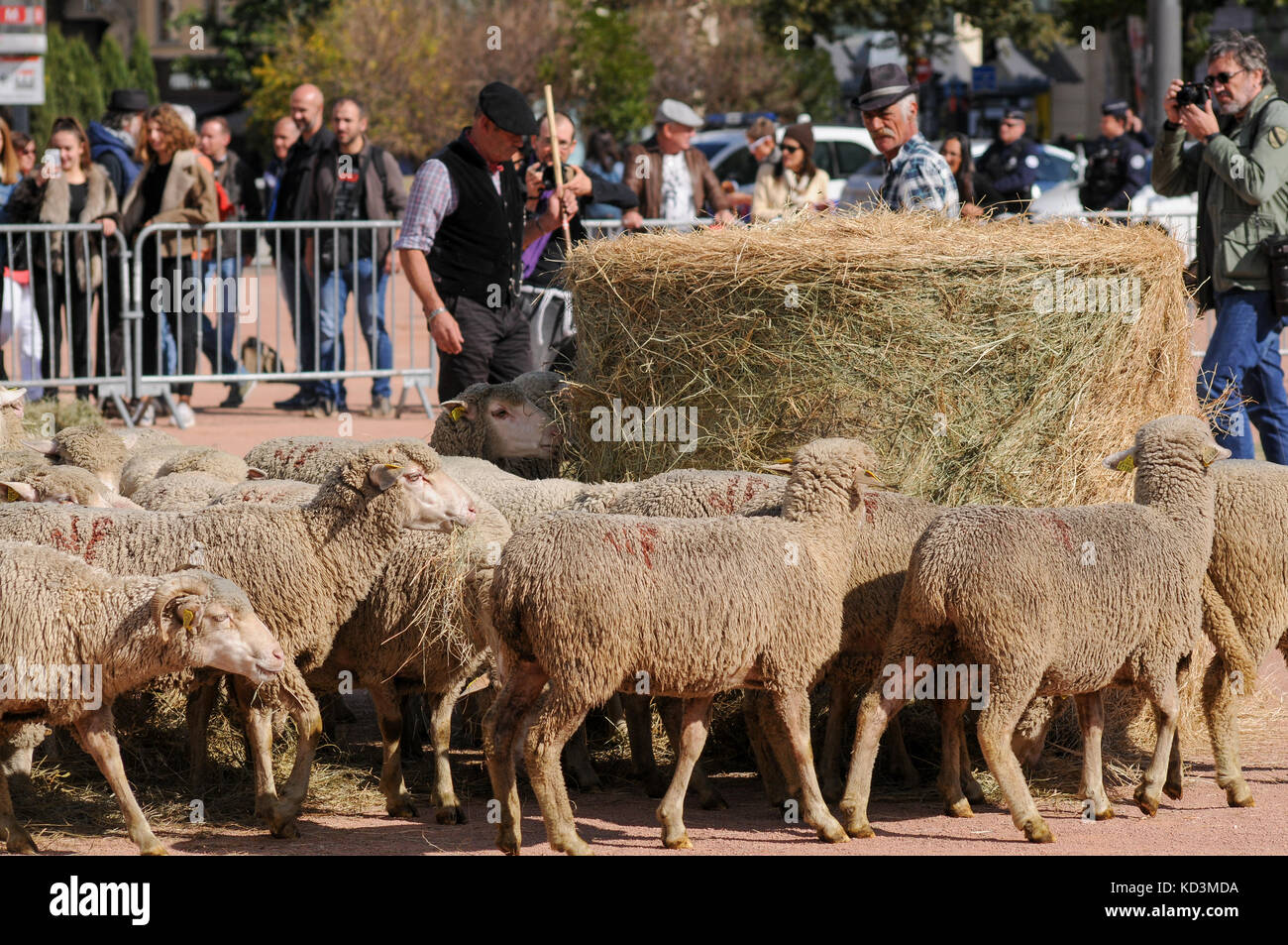 French sheep breeders protest againts rising of wolf attacks on their ...