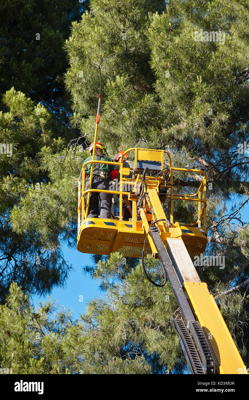 Tree work, pruning operations. Crane and pine wood forest. Vertical ...