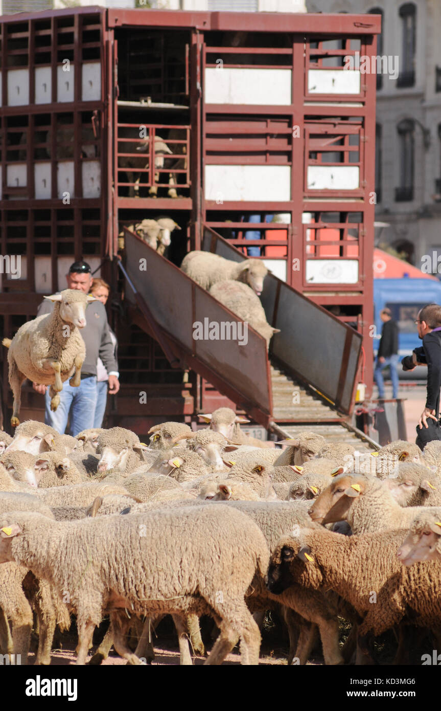 French sheep breeders protest againts rising of wolf attacks on their ...