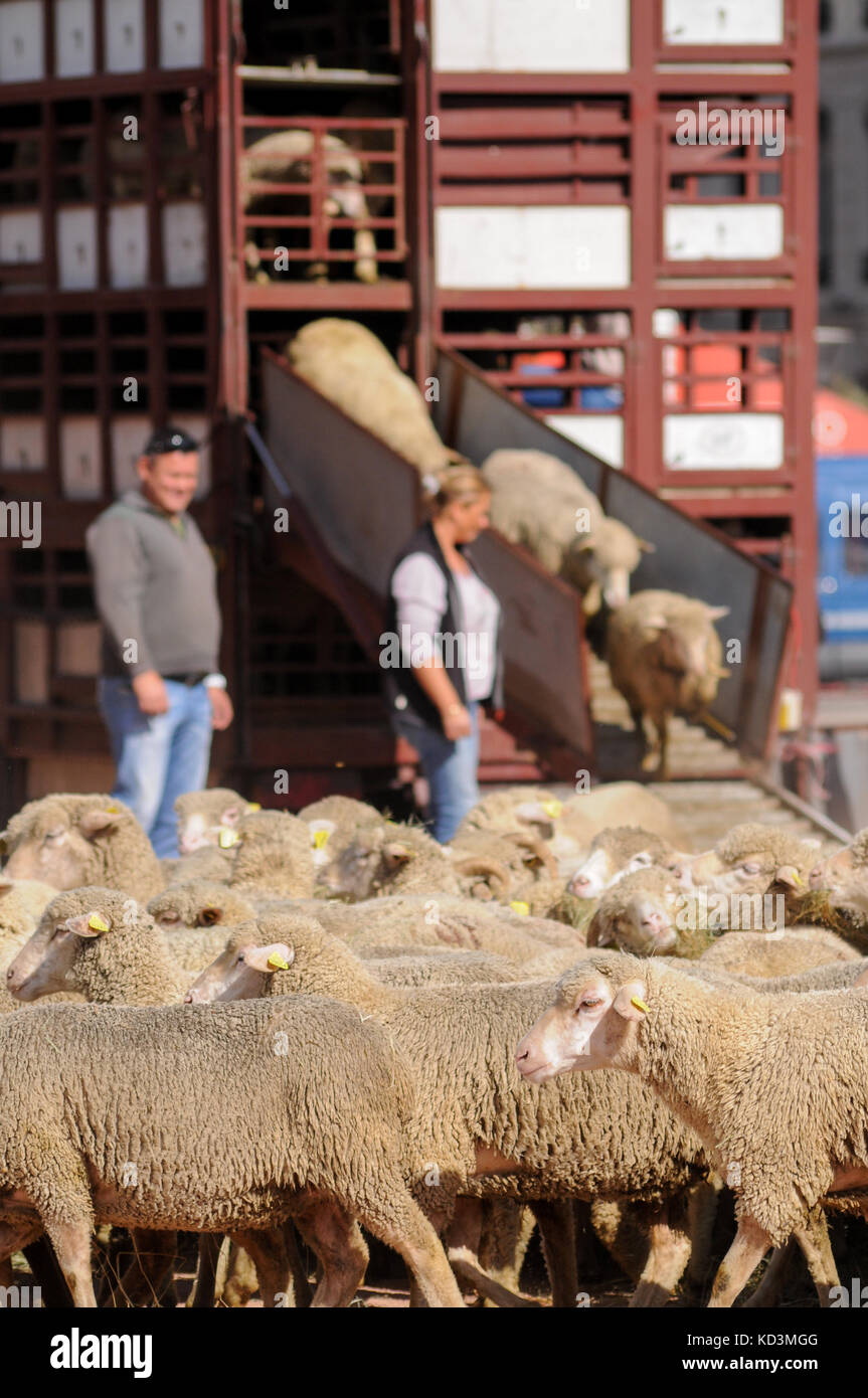 French sheep breeders protest againts rising of wolf attacks on their ...