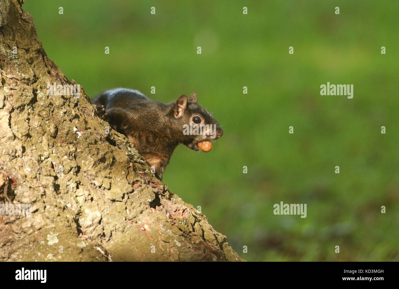 A rare Black Squirrel (Scirius carolinensis) sitting on the side of a ...