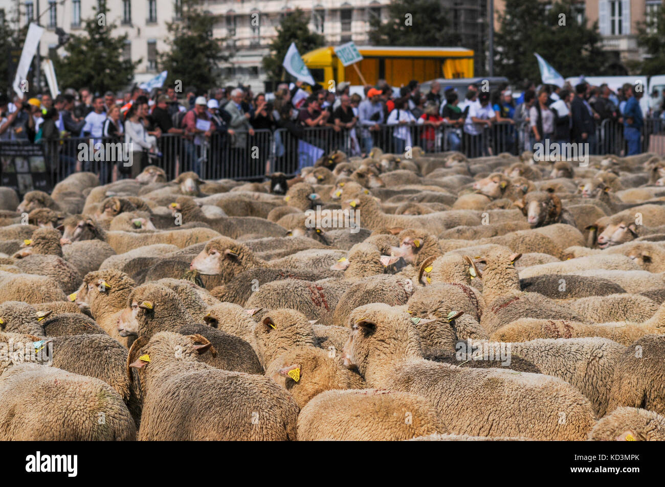 French sheep breeders protest againts rising of wolf attacks on their ...