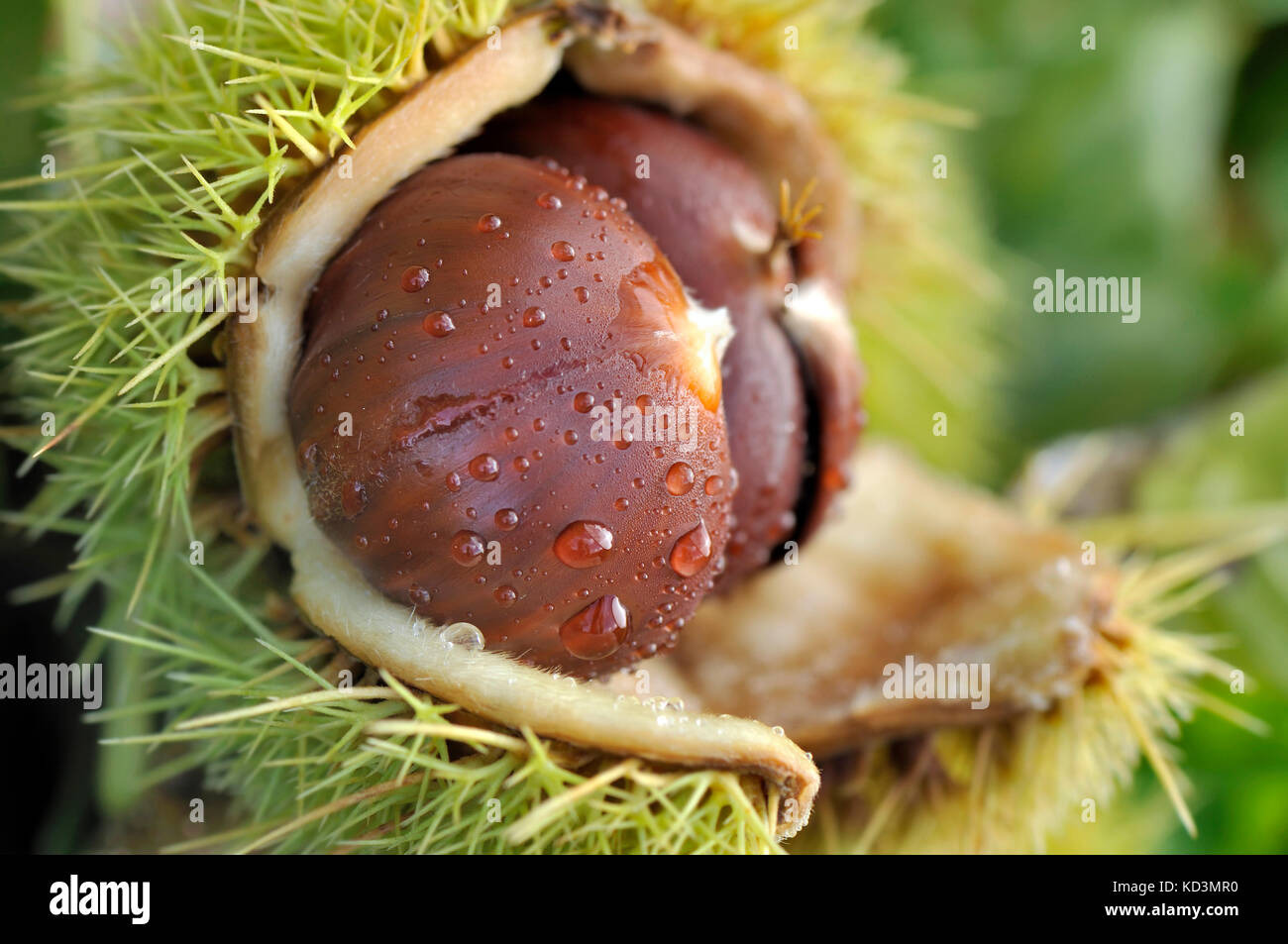 close on chestnut covered by drops in the open shell Stock Photo - Alamy