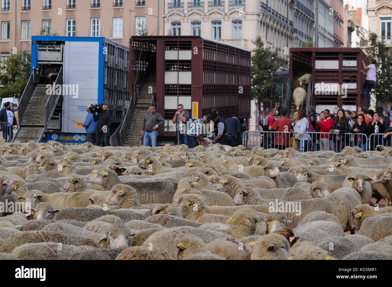 French sheep breeders protest againts rising of wolf attacks on their ...