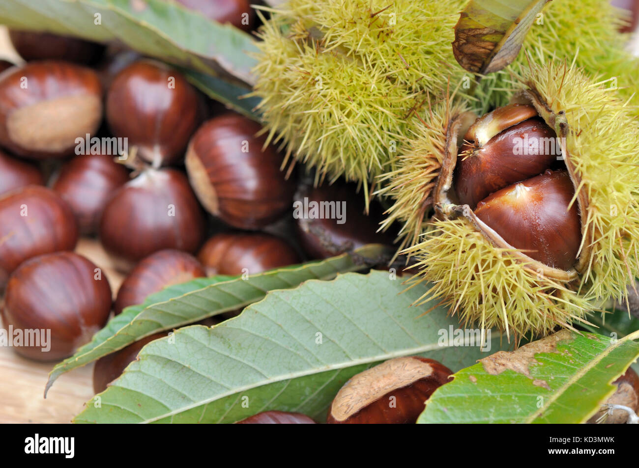 close on sweet chestnuts on open shell Stock Photo - Alamy