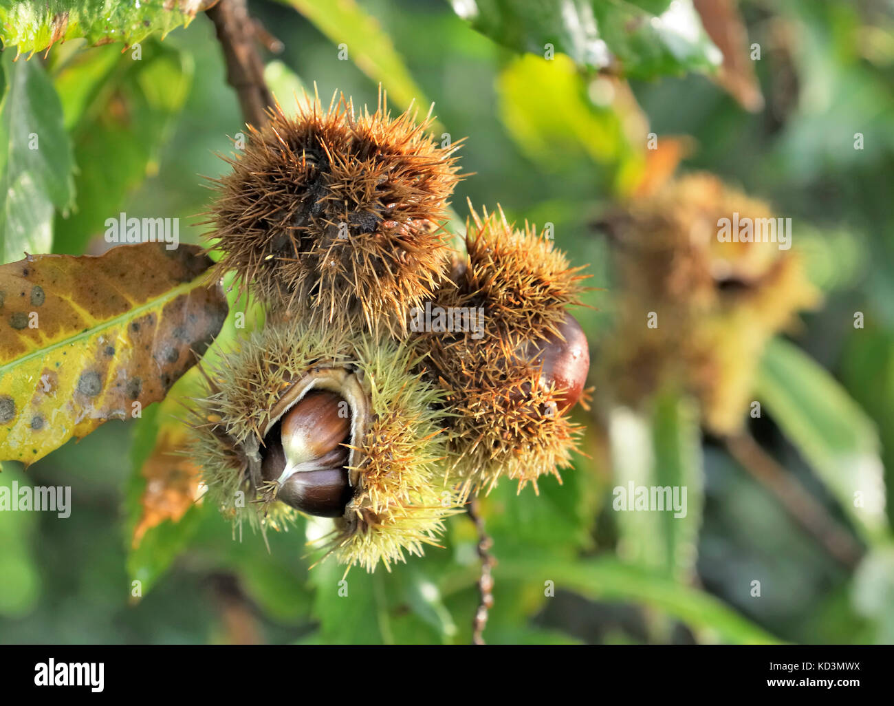 chestnuts opening in the tree Stock Photo - Alamy