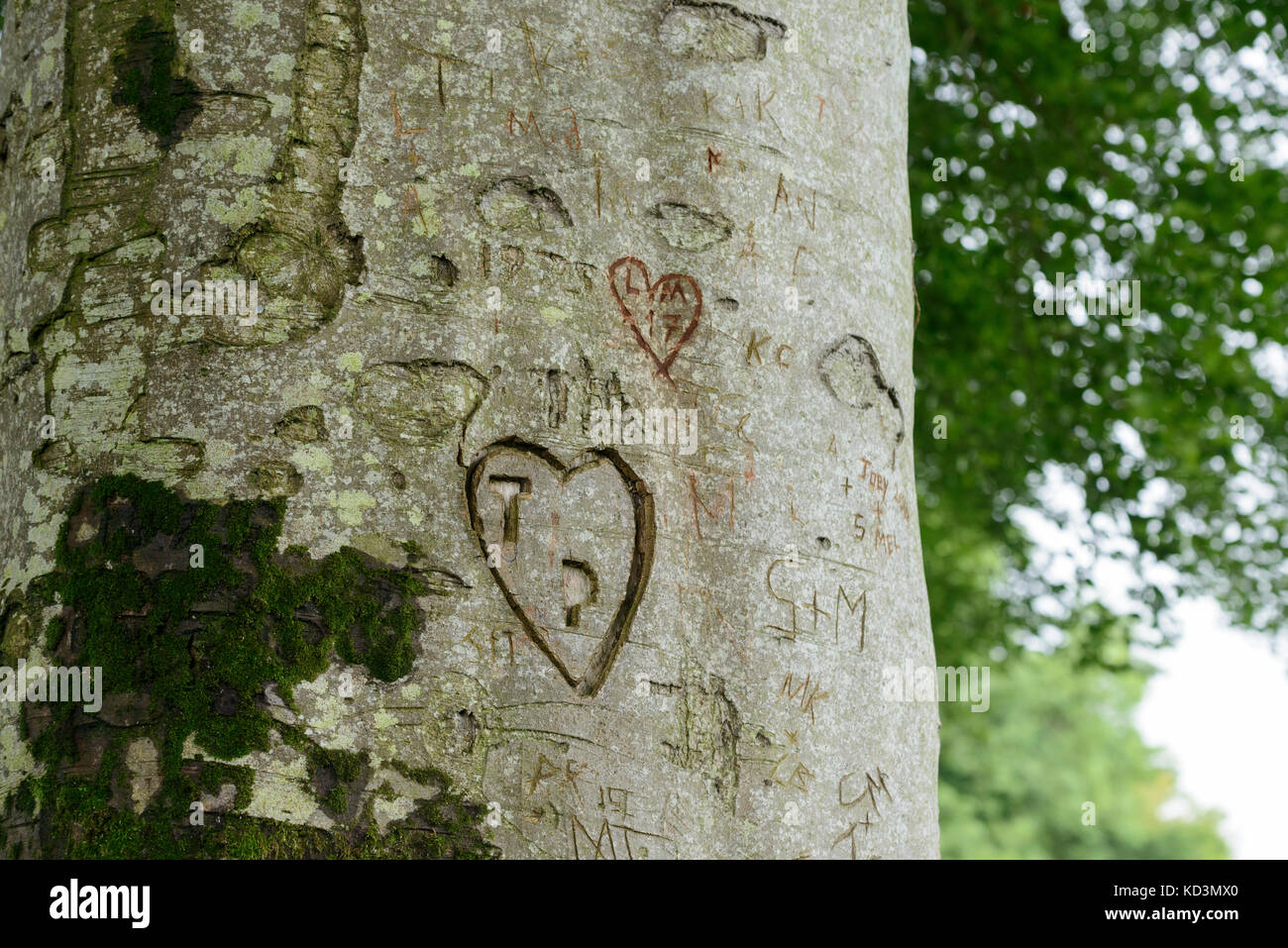 Initials and hearts carved into the trunks of the ancient Beech Trees ...