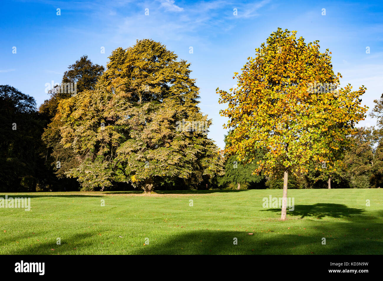 Trees turning their Autumn colours, Abington Park, Northampton, U.K ...