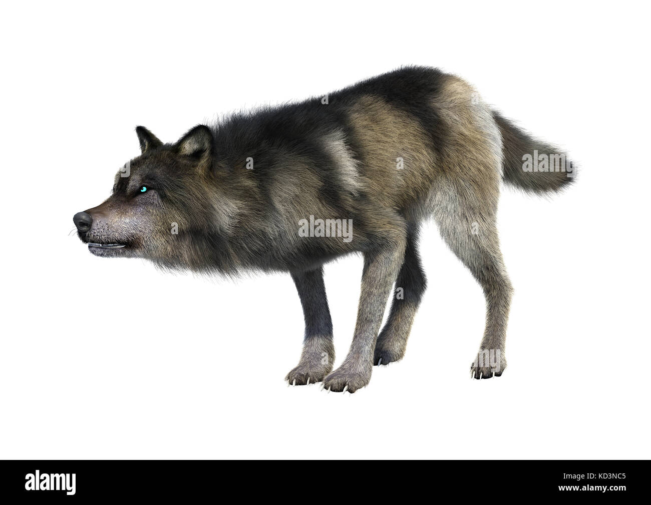 3D rendering of a gray wolf isolated on white background Stock Photo ...