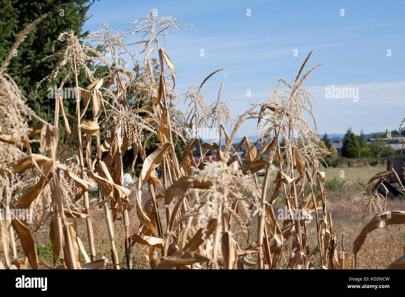Corn grass weeds hi-res stock photography and images - Alamy