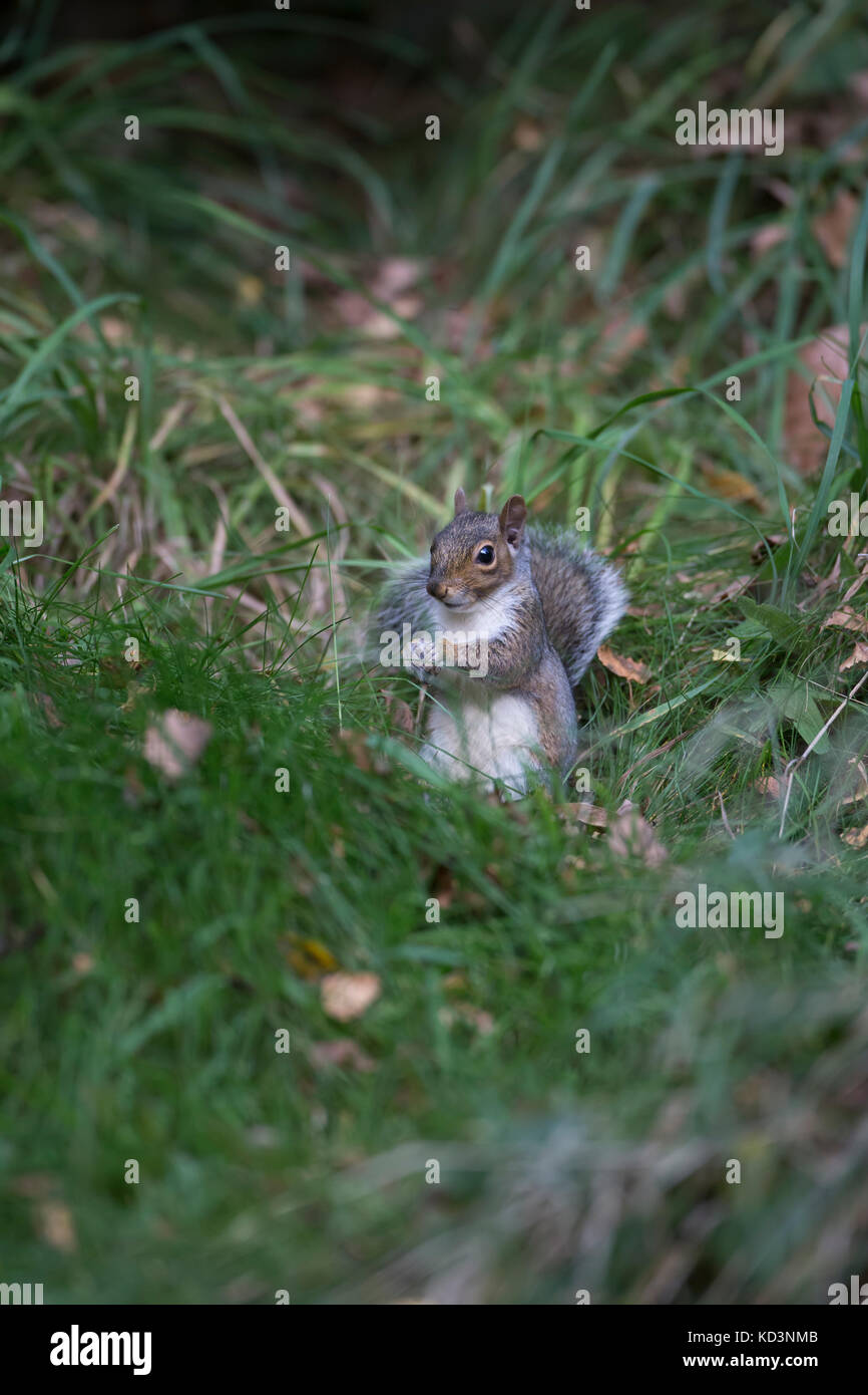 Cheeky squirrel hi-res stock photography and images - Alamy