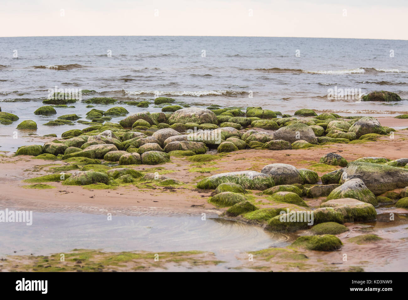 A beautiful beach landscape with a green moss covered stones. Algae ...