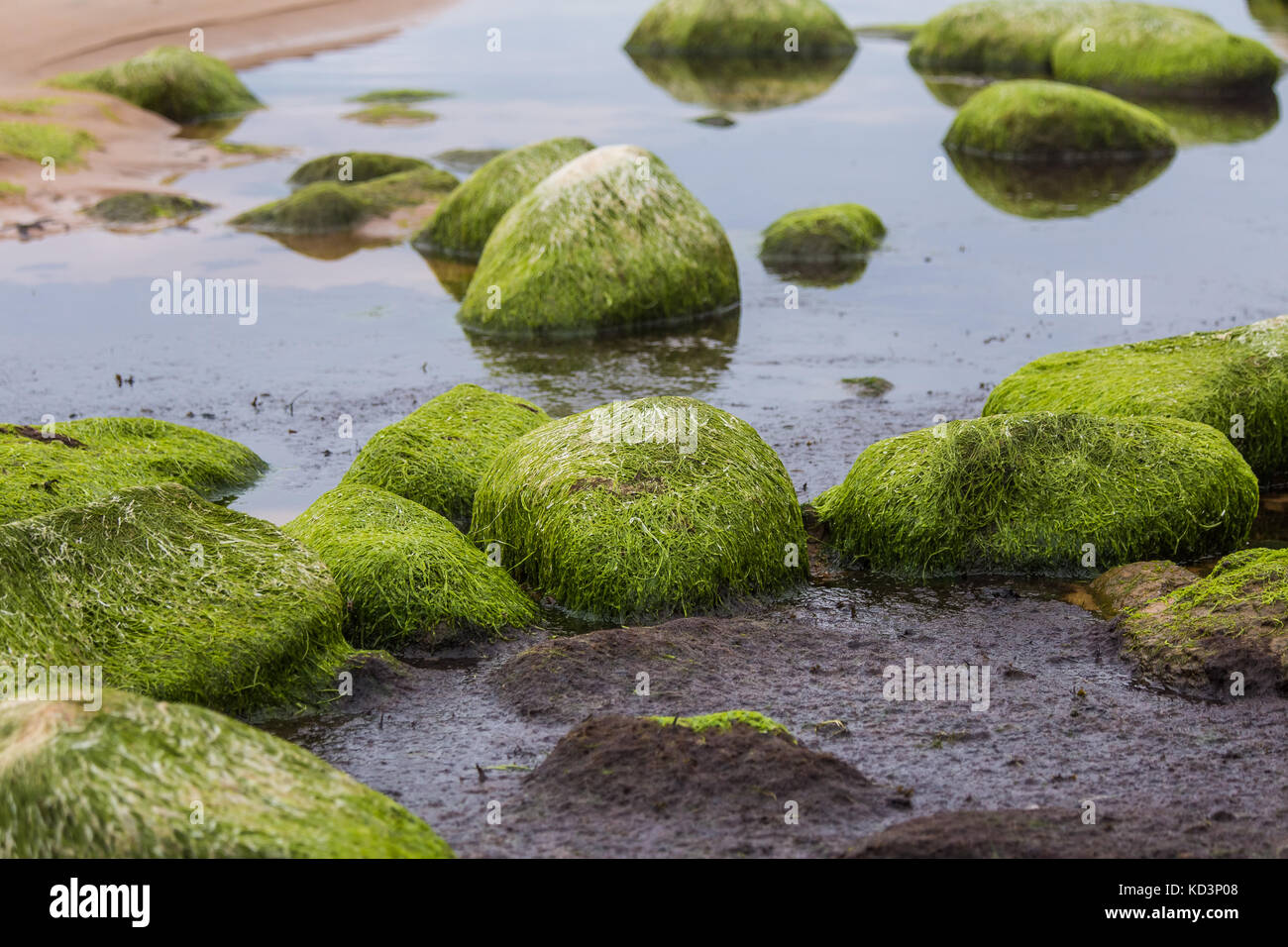 A beautiful beach landscape with a green moss covered stones. Algae ...