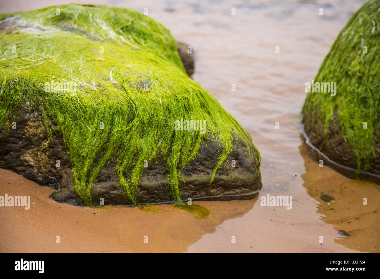 Algae On Rocks