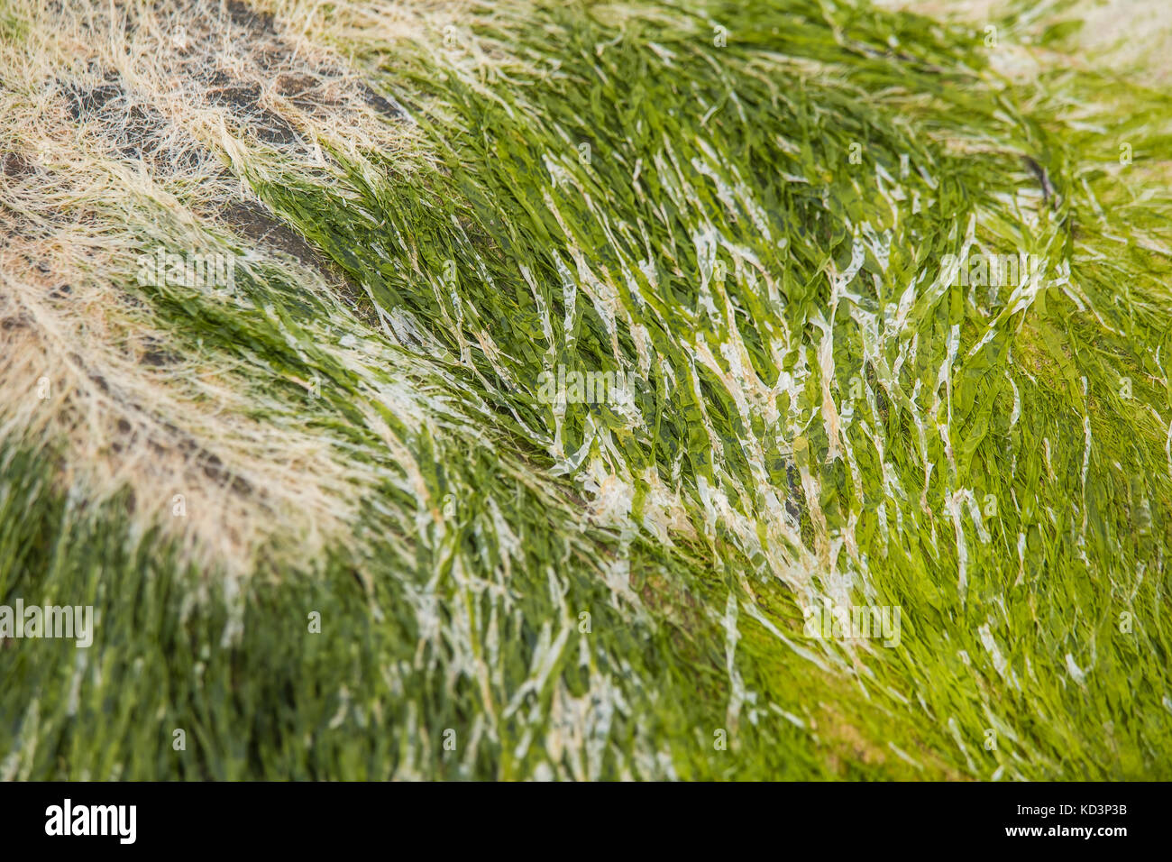 Bright green moss growing on a sea stone. Green algae in the beach ...