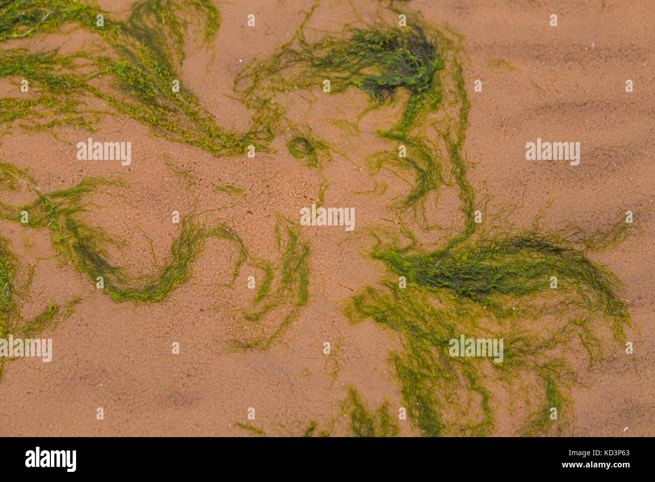 Moss Covered Rocks In Sea Stock Photos & Moss Covered Rocks In Sea ...