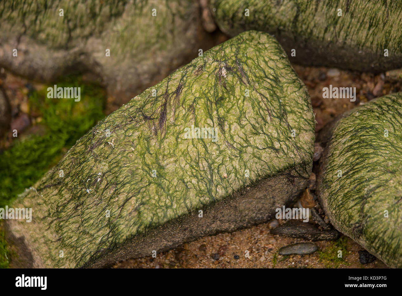 Bright green moss growing on a sea stone. Green algae in the beach ...