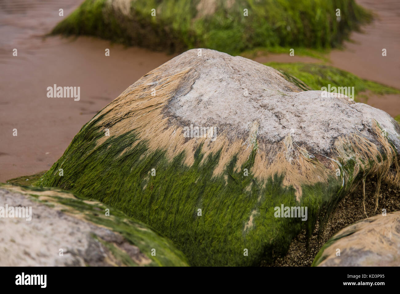 Moss Covered Rocks In Sea Stock Photos & Moss Covered Rocks In Sea ...