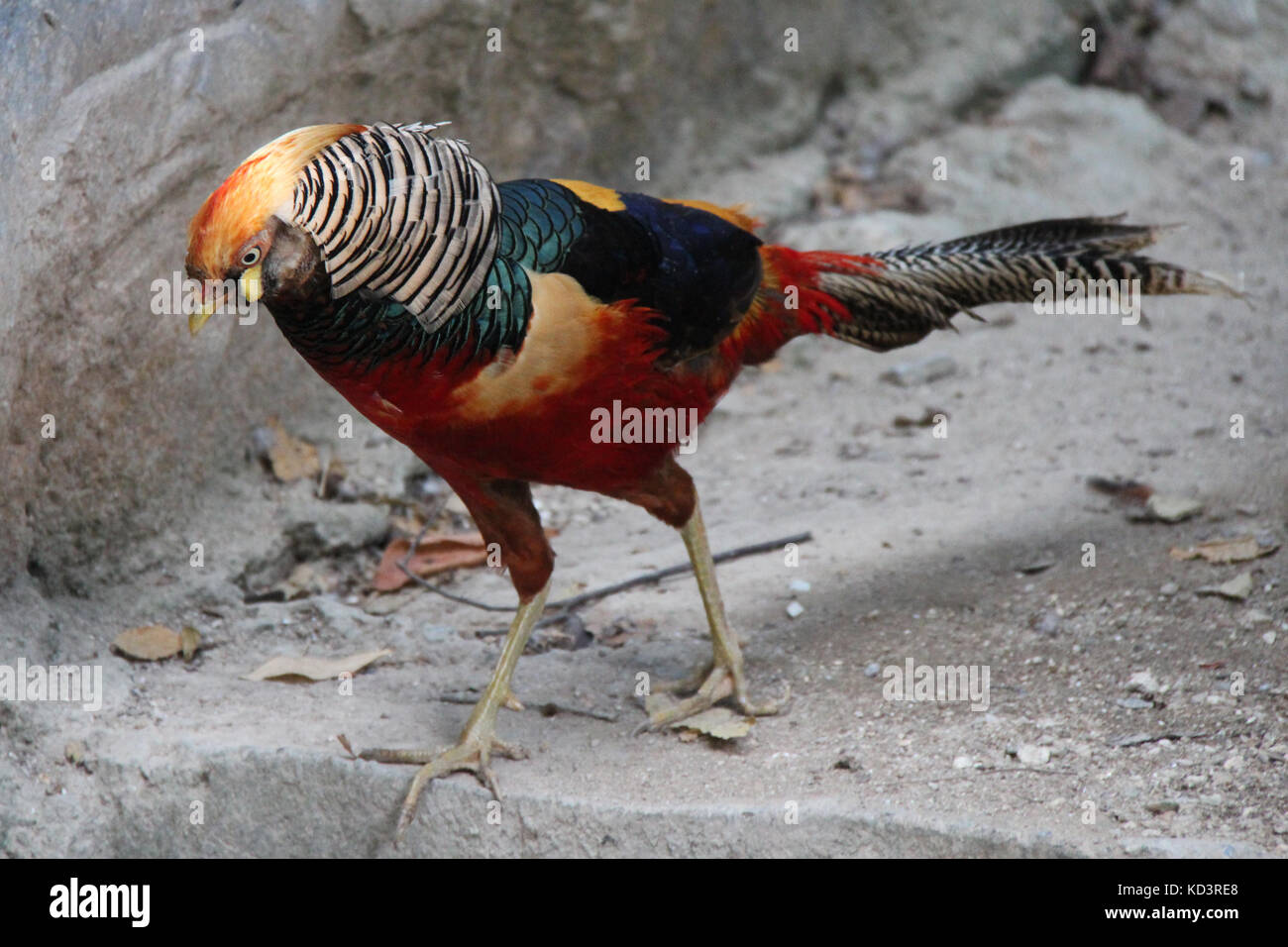 A pheasant in a zoo in Chiang Mai (Thailand Stock Photo - Alamy