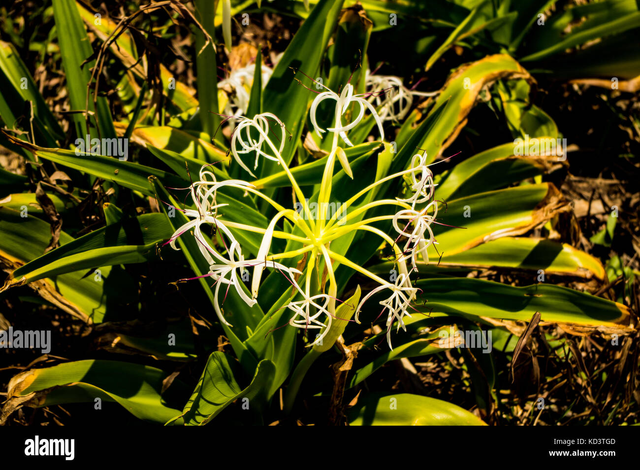 White flower on Ishigaki Island in the Pacific Stock Photo - Alamy