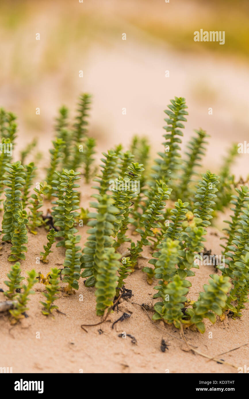 A small, bright seaside plants growing in the sand. Beach scenery with ...