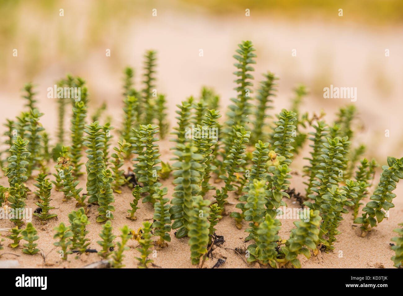 A small, bright seaside plants growing in the sand. Beach scenery with ...