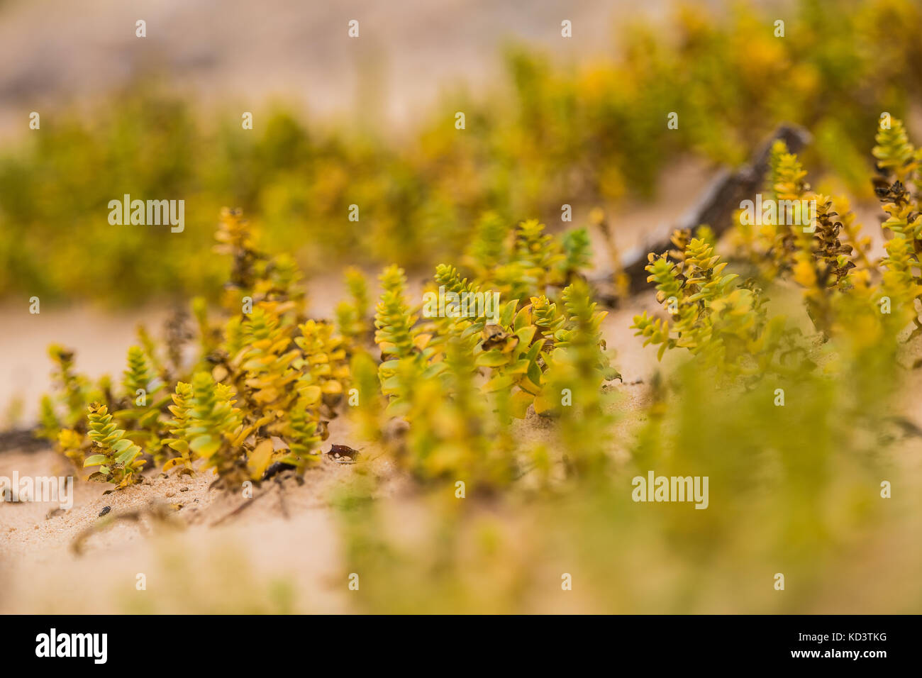A small, bright seaside plants growing in the sand. Beach scenery with ...